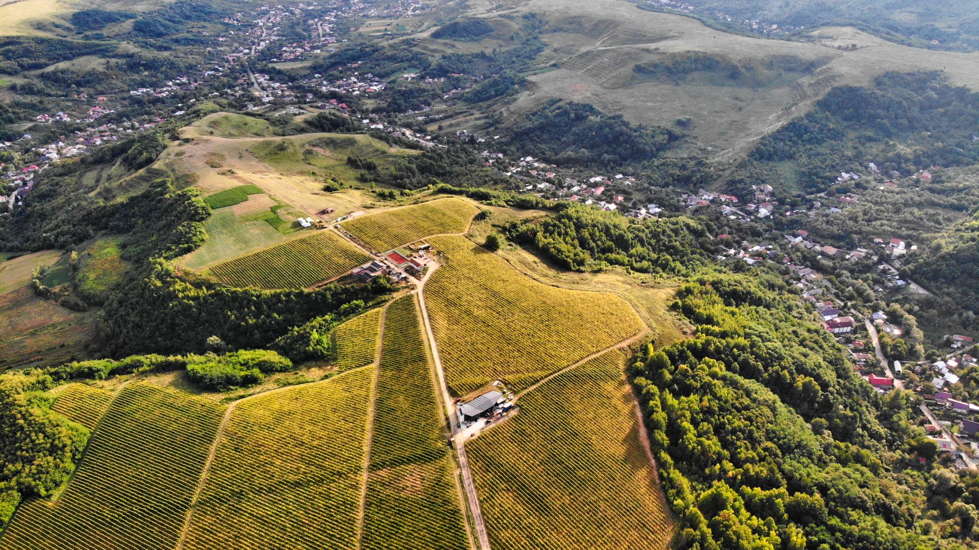 Arta și Vin la Crama Marcea (cu cele mai bune vinuri ale cramei) și ...
